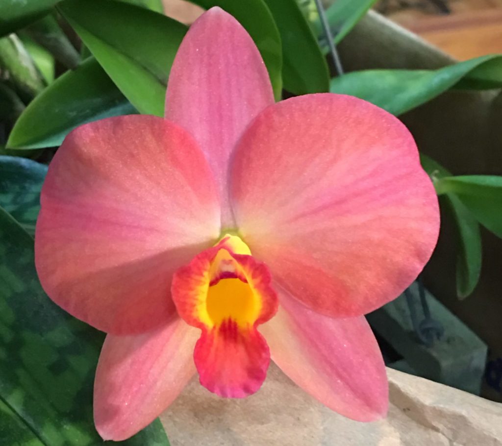 Welcome To The Santa Cruz Orchid Society – Increasing the awareness ...